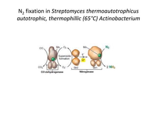 Autotrophic Prokaryotes