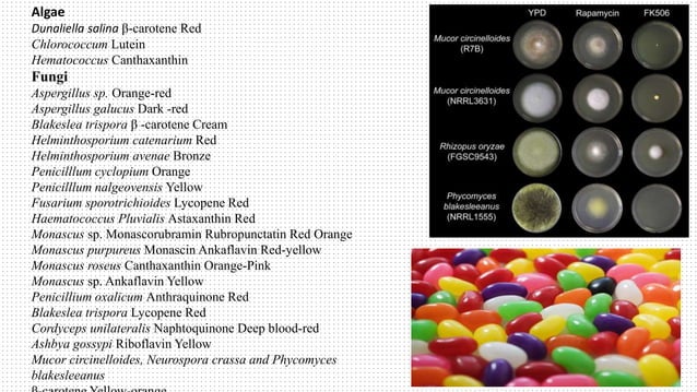 Microbial pigments | PPTX | Chemistry | Science