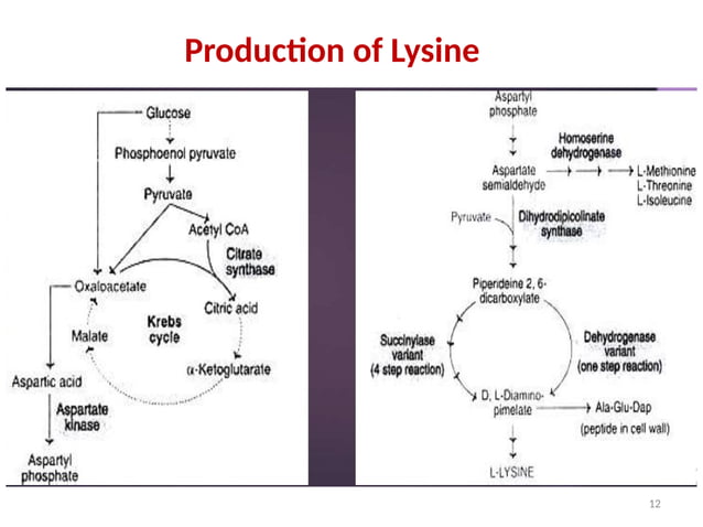 Microbial production of amino acids.pptx