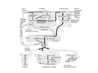Microbial protein synthesis and its estimation in ruminants | PPTX