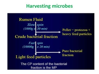 Microbial protein synthesis and its estimation in ruminants | PPTX