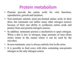 Microbial protein synthesis and its estimation in ruminants | PPTX