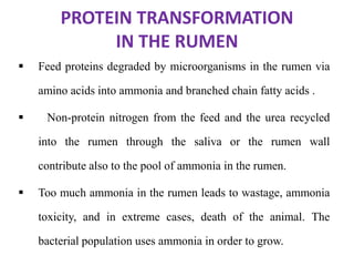 Microbial protein synthesis and its estimation in ruminants | PPTX
