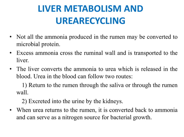 Microbial protein synthesis and its estimation in ruminants | PPTX