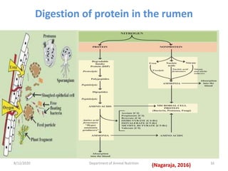 Microbial protein efficiency | PPT