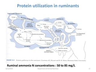 Microbial protein efficiency | PPT