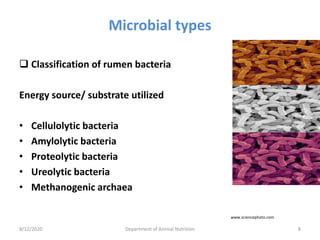 Microbial protein efficiency | PPT