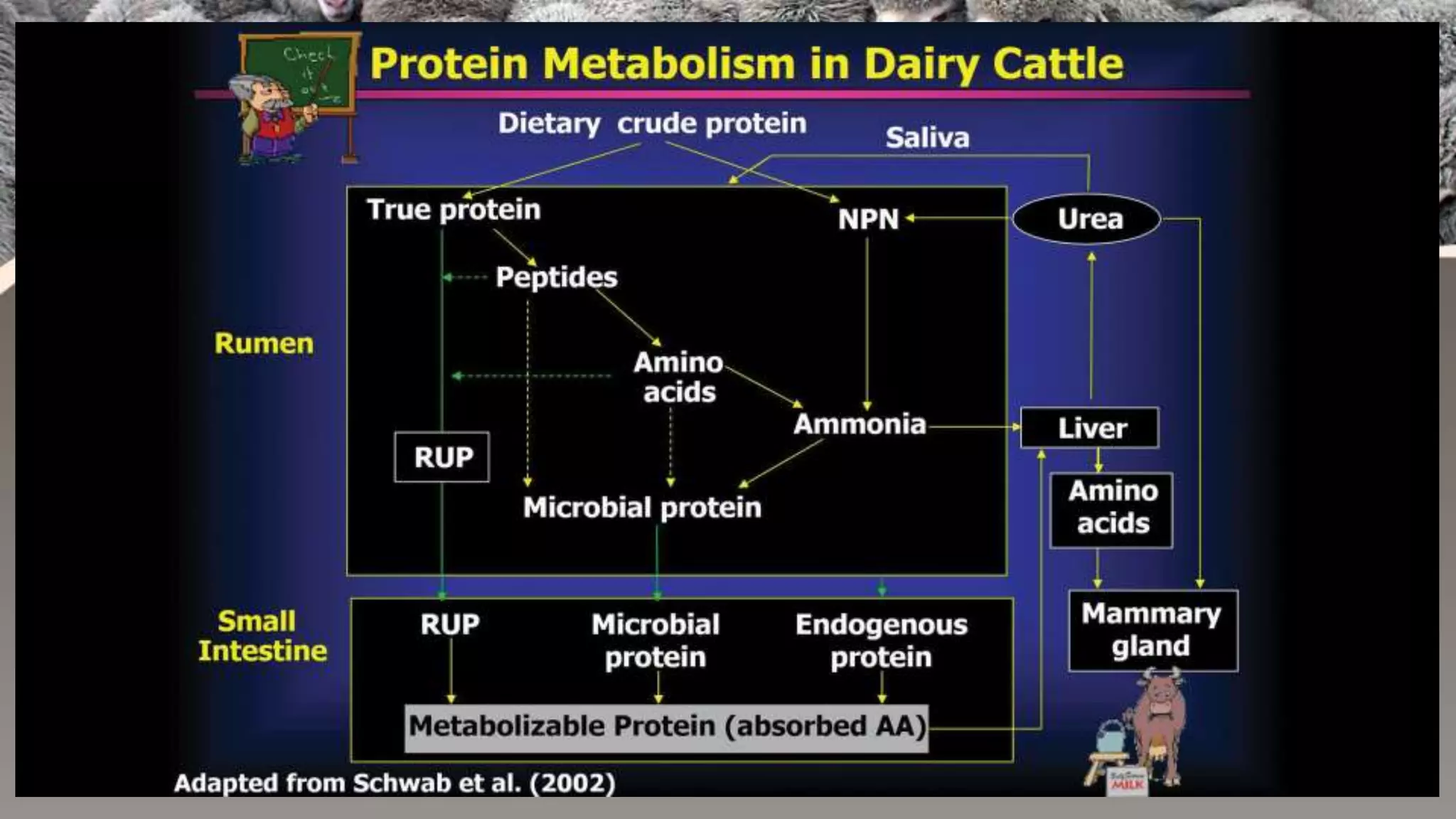 Microbial protein synthesis.pptx