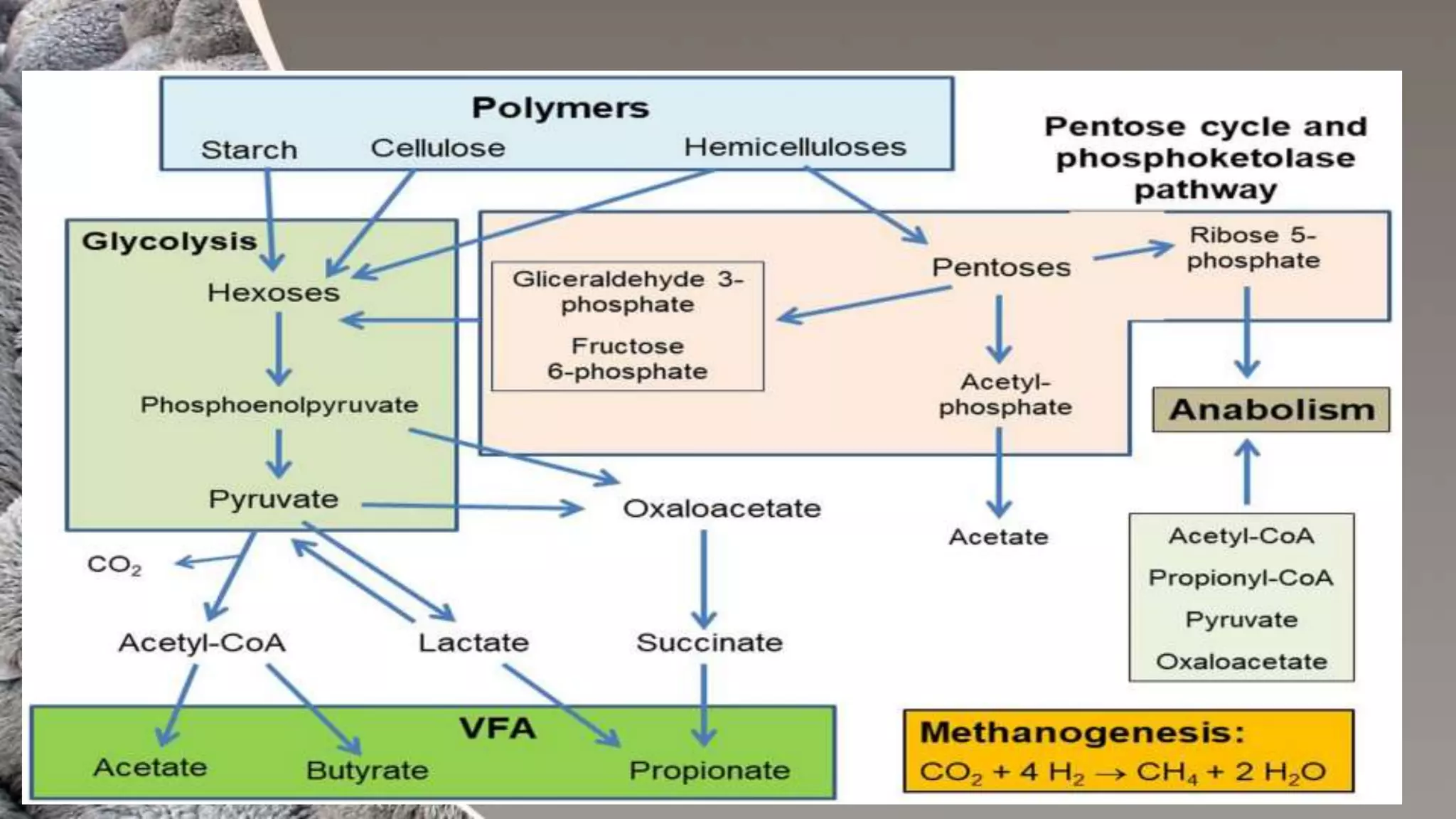 Microbial protein synthesis.pptx | Chemistry | Science