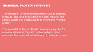 Microbial Protein synthesis in Ruminants | PPTX