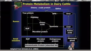 Microbial Protein synthesis in Ruminants | PPTX