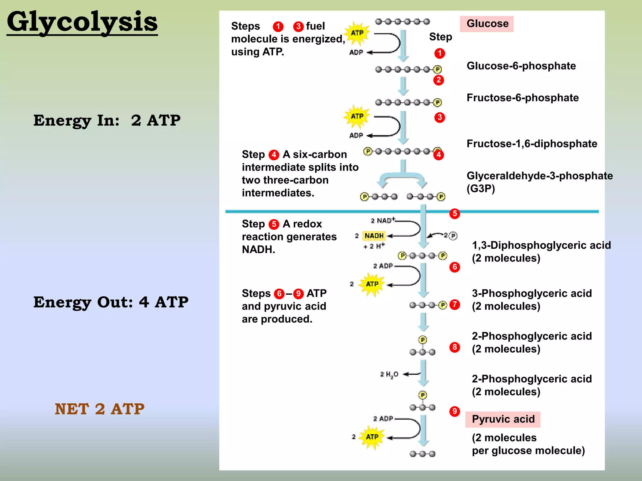 Microbial respiration | PDF