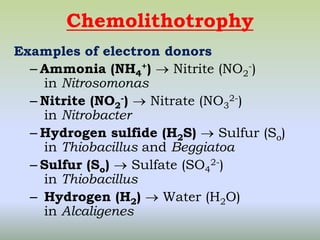 Microbial respiration | PDF