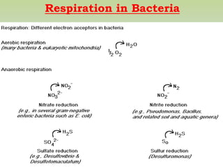 Anaerobic Respiration Bacteria