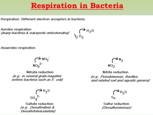 Microbial respiration