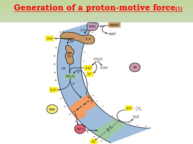 Microbial respiration | PPT