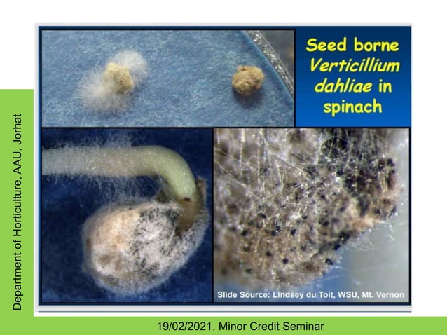 Microbial seed coating | PPTX