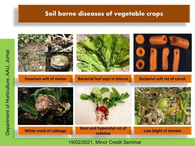 Microbial seed coating | PPTX