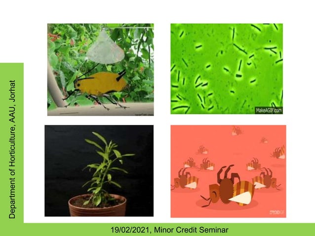 Microbial seed coating | PPTX