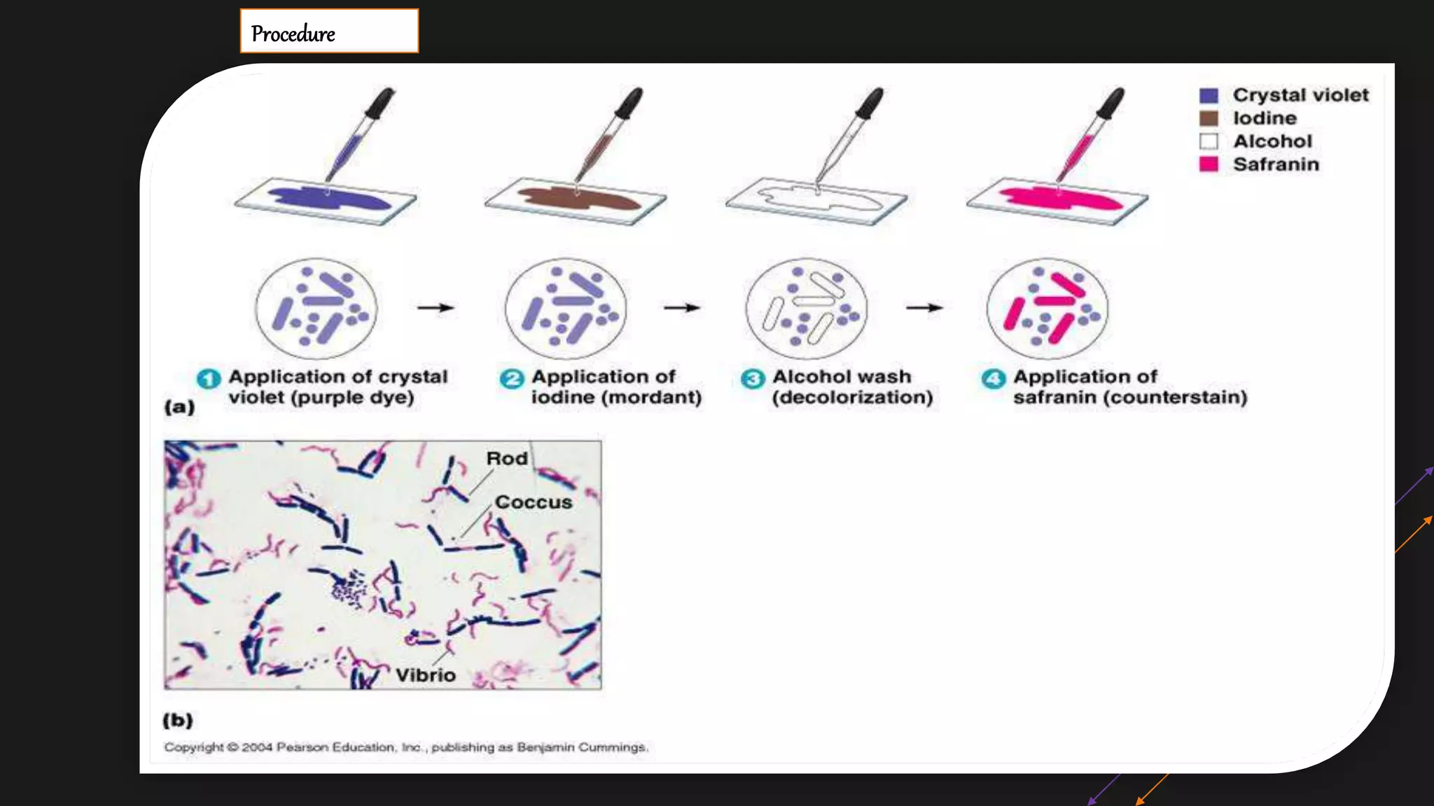 Bacterial Staining, Staining and it's types, Illustratec with detailed ...