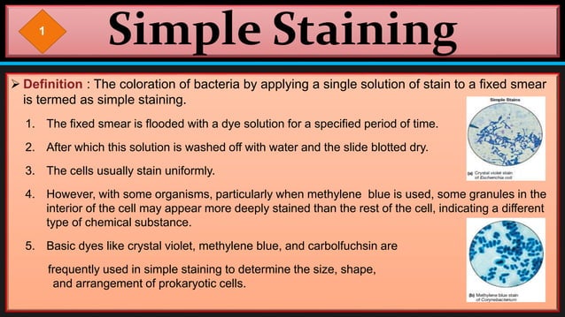 Bacterial Staining, Staining and it's types, Illustratec with detailed ...