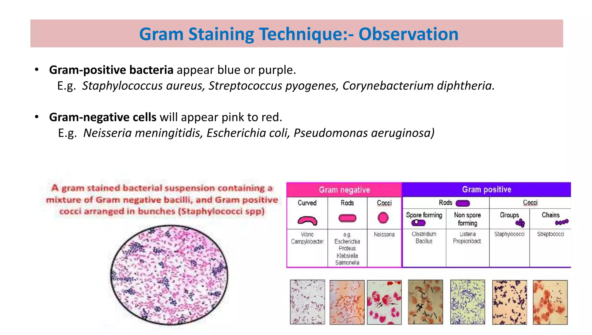 Microbial staining | PPT
