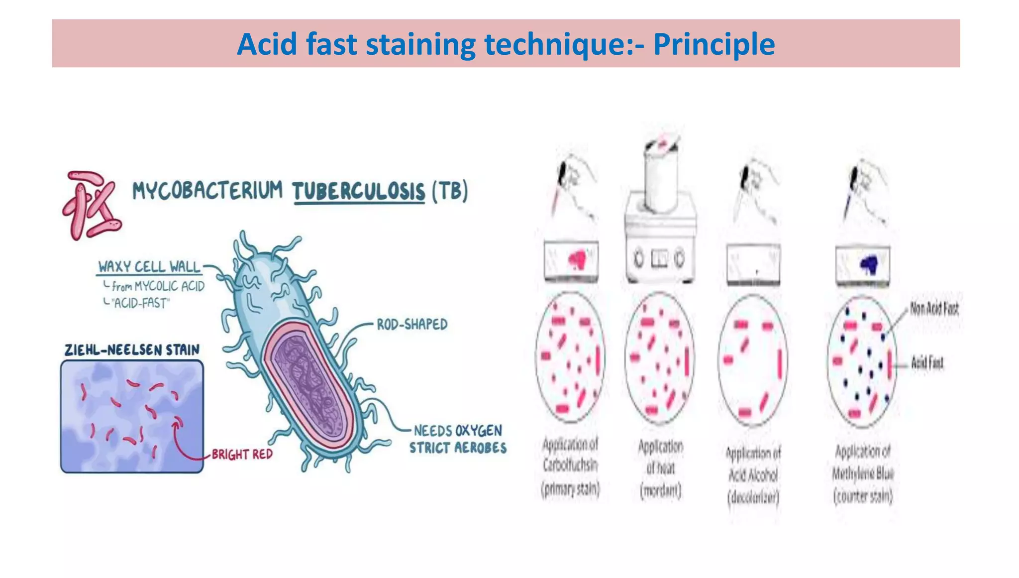 Microbial staining | PPT