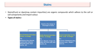 Microbial staining | PPT