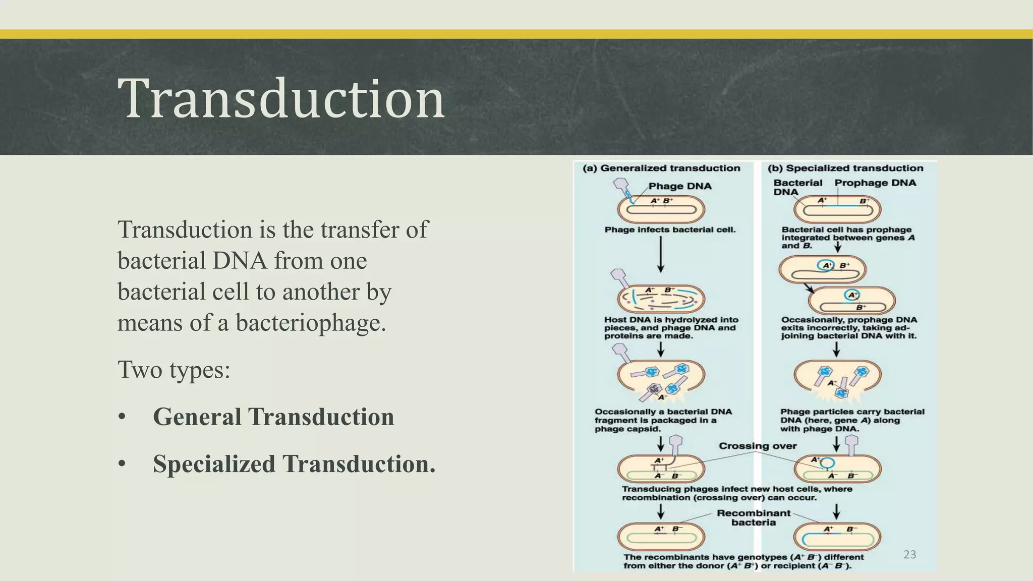 Microbial strain selection.. | PPTX