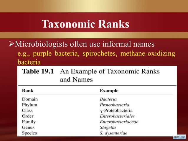 Microbial taxonomy | PPTX | Biological Sciences | Science
