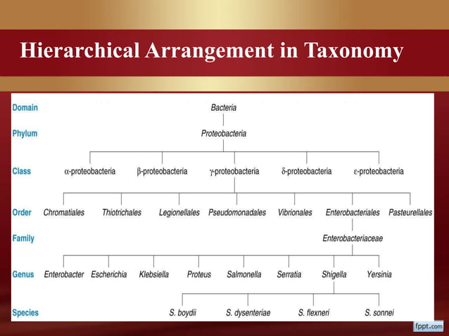 Microbial taxonomy | PPTX | Biological Sciences | Science
