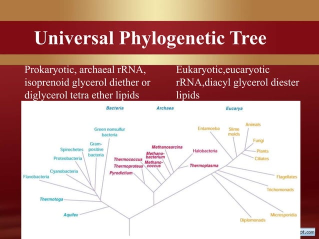 Microbial taxonomy | PPTX | Biological Sciences | Science