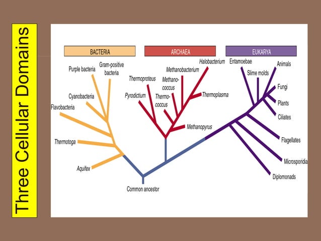 Microbial Taxonomy2.pdf