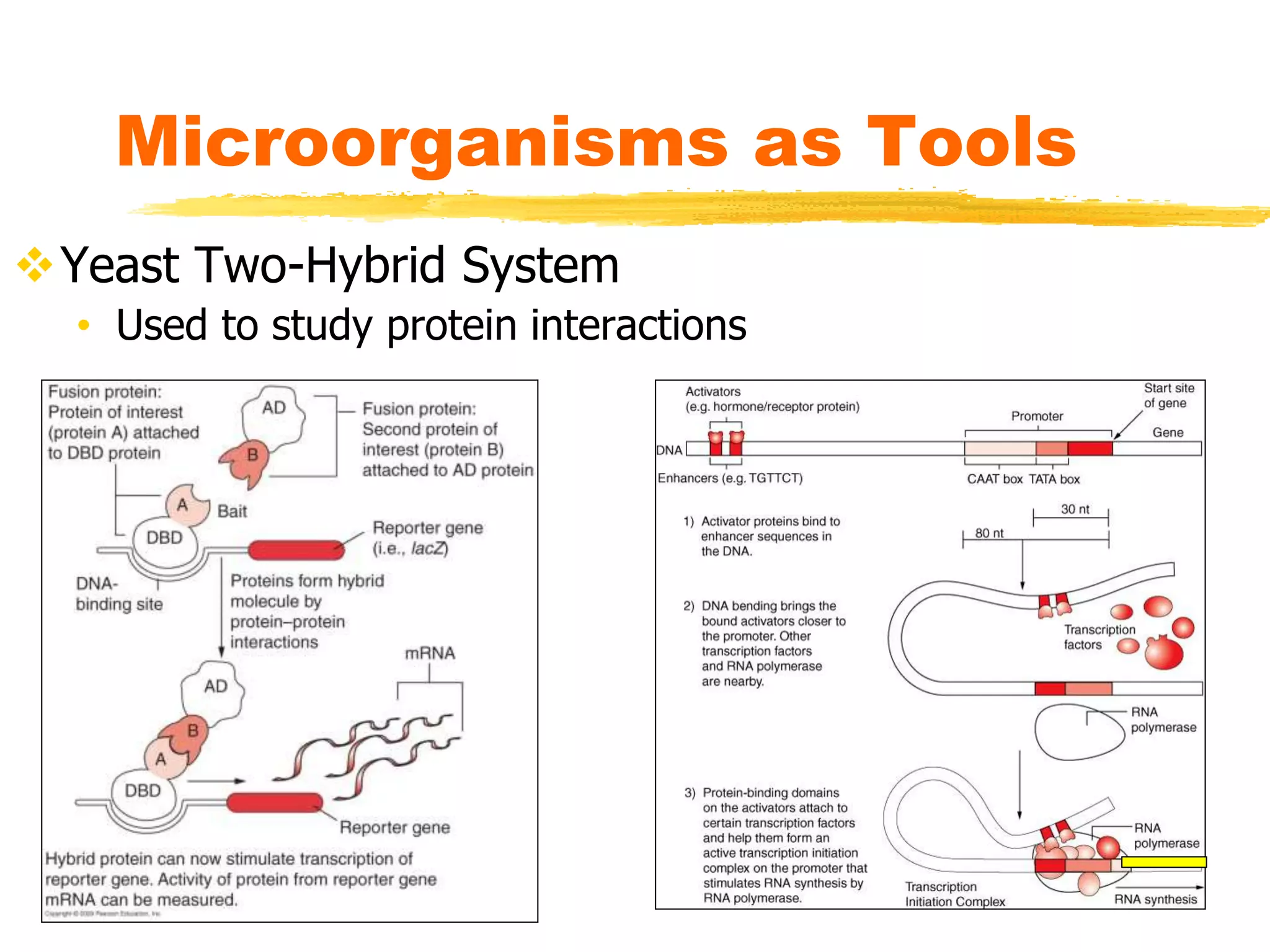 microbial tech.ppt