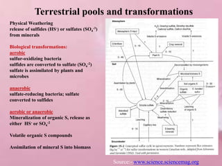 Microbial transformation of Sulphur.pptx