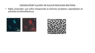 Microbial world I.pptx