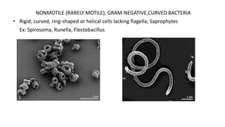Microbial world I.pptx