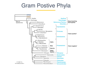 Microbial Diversity Part 8: A Stroll Through the Microbial Zoo (pt2) | PDF