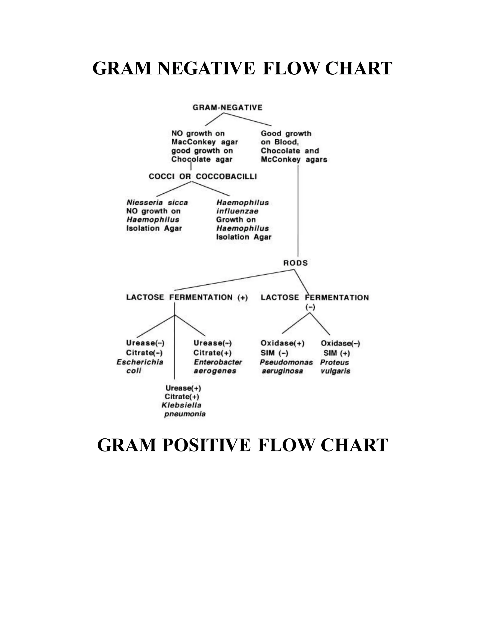 Gram Stain Flow Charts | PDF