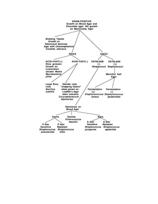 Microbilogy flow chart | PDF