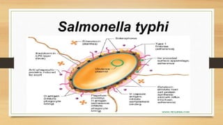 typhoid - enteric fever | PPT