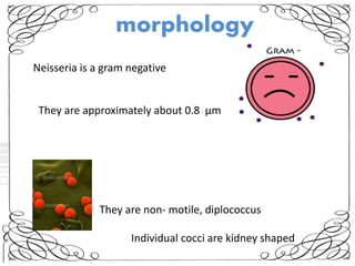 neisseria gonorrhoea | PPTX