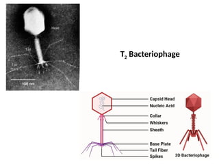 Microbio and Plant microbe interactions.pptx
