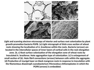 Microbio and Plant microbe interactions.pptx