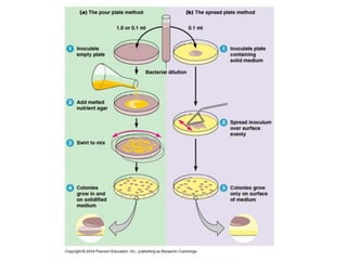 Microbial examination | PPTX