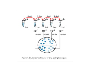 Microbial examination | PPTX