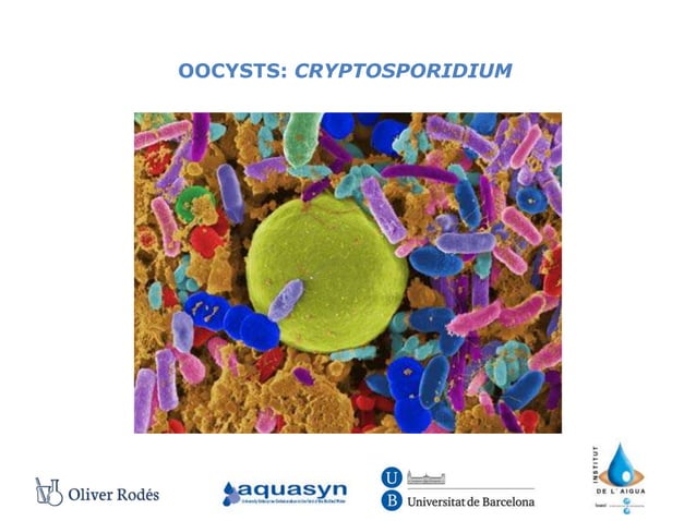 Microbiol a ms 201014 0.2 | PPT