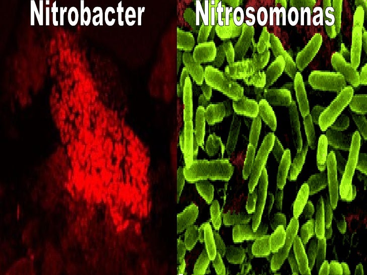 Nitrosomonas Spp