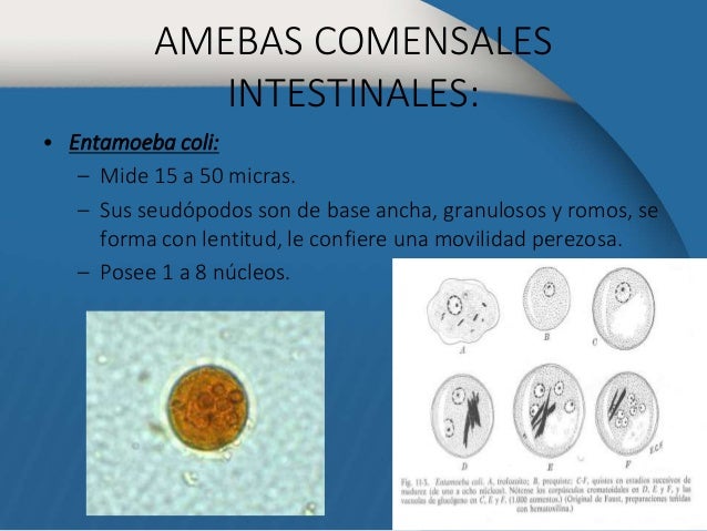 Ciclo De Vida De Entamoeba Coli
