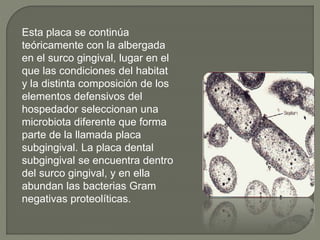 Microbiología de las placas dentales | PPTX